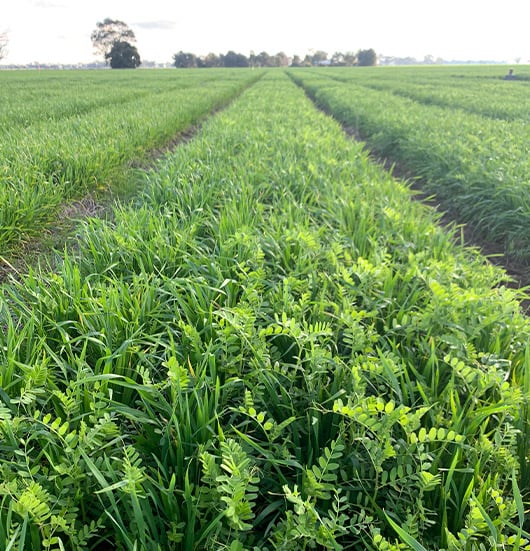 Can vetch play a role in your farming system?