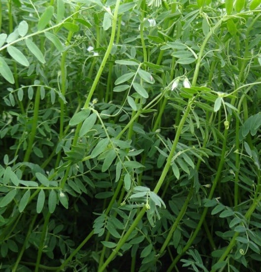 Brown manuring your pulse crop - is it an option this year?