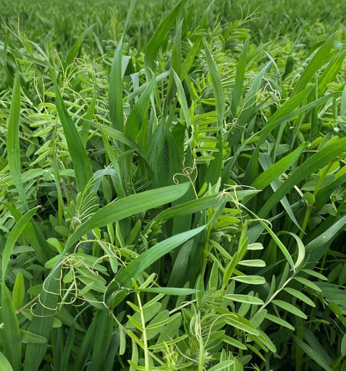Building soil resilience & carbon through plant diversity | Riverine Plains