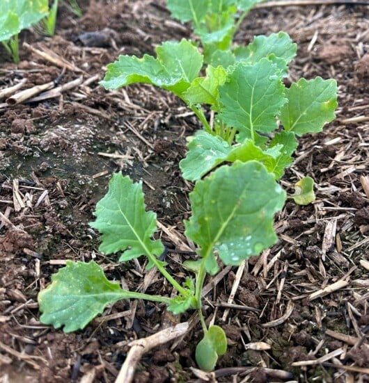 Getting proactive on slugs