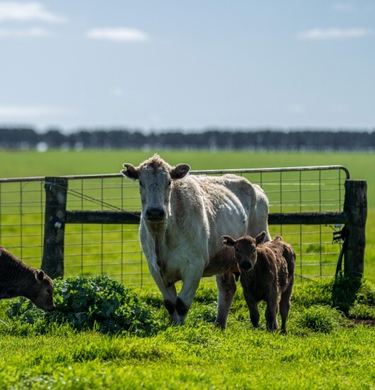 Grazing young forage crops; things to look out for