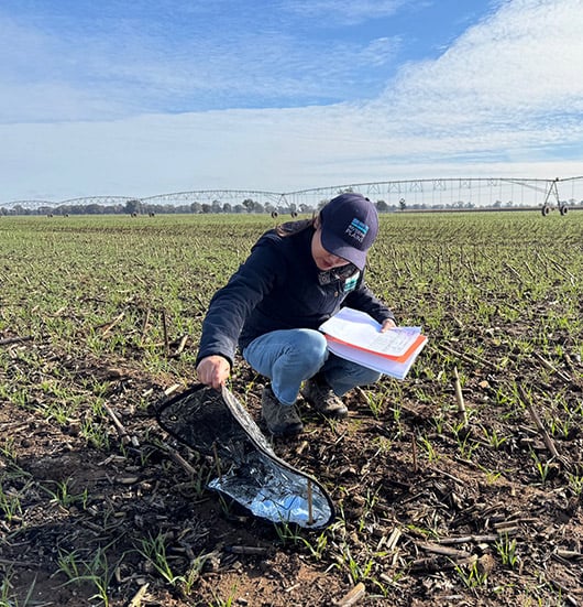 Slugs on the rise: What the 2024 Riverine Plains survey tells us