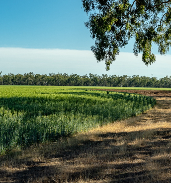 Hyper Profitable Crops
