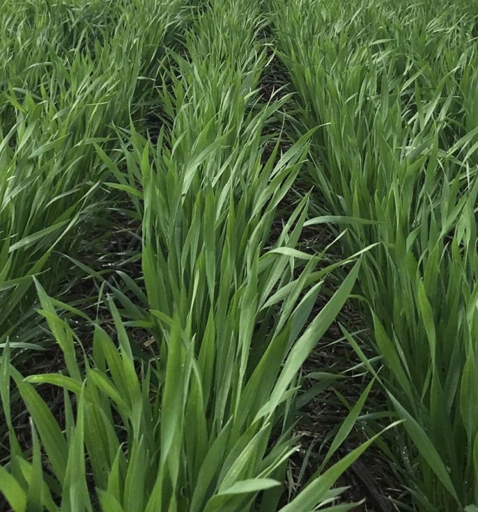 Redesign of broadacre farming systems of SE Australia | Riverine Plains