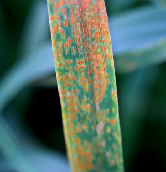Rust in cereals